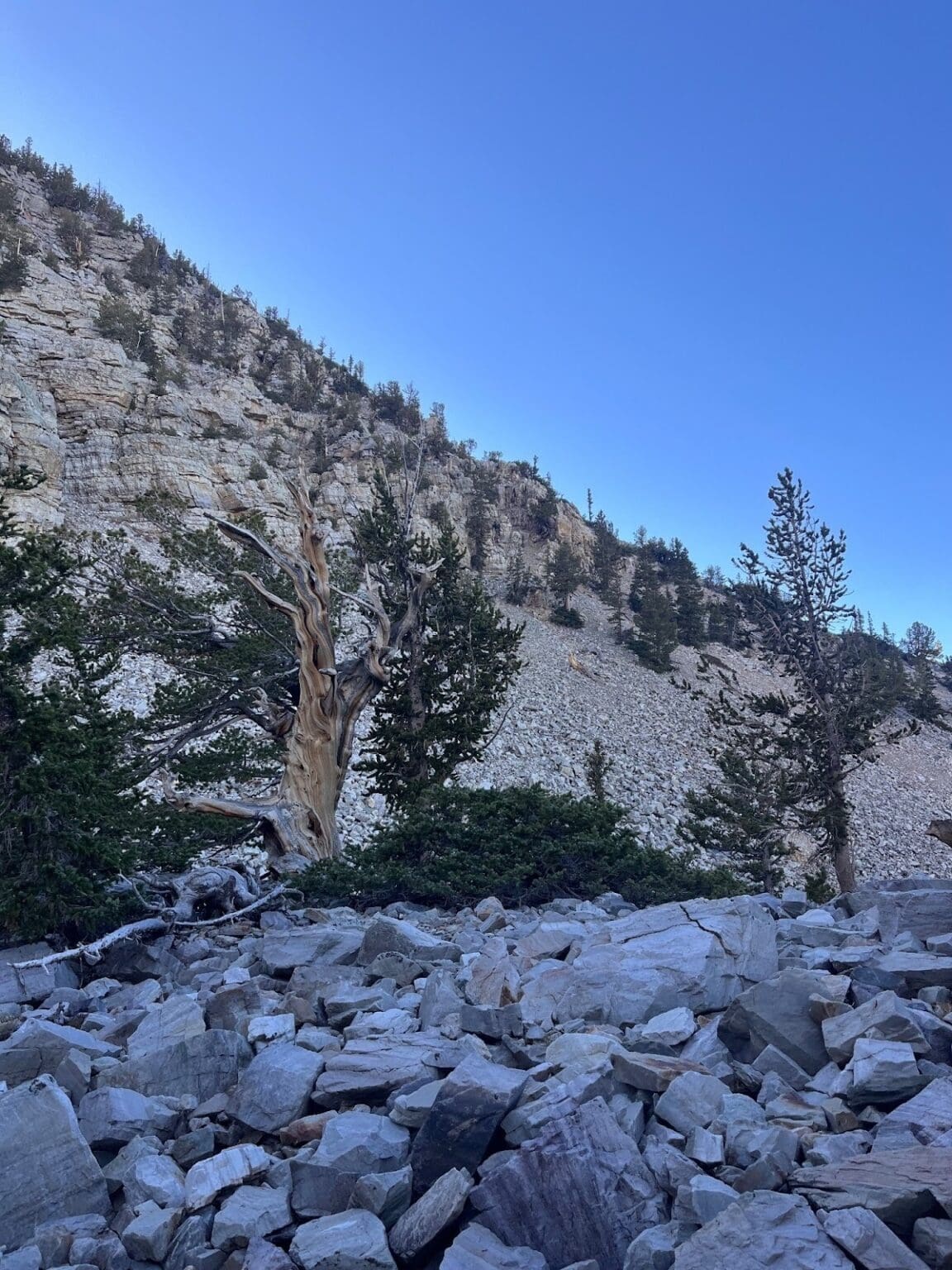 Featured Creature: Great Basin Bristlecone Pine - Biodiversity for a ...