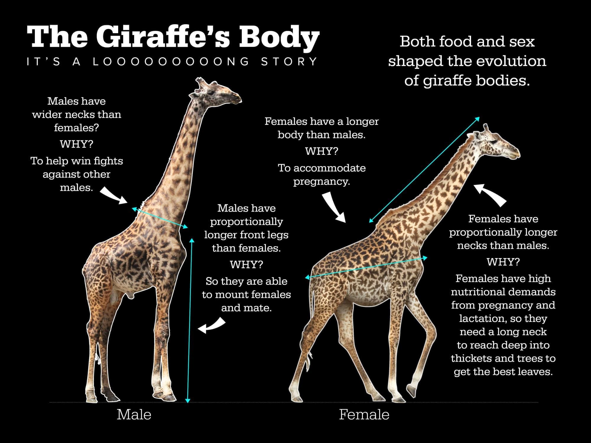 Featured Creature: Giraffes - Biodiversity for a Livable Climate