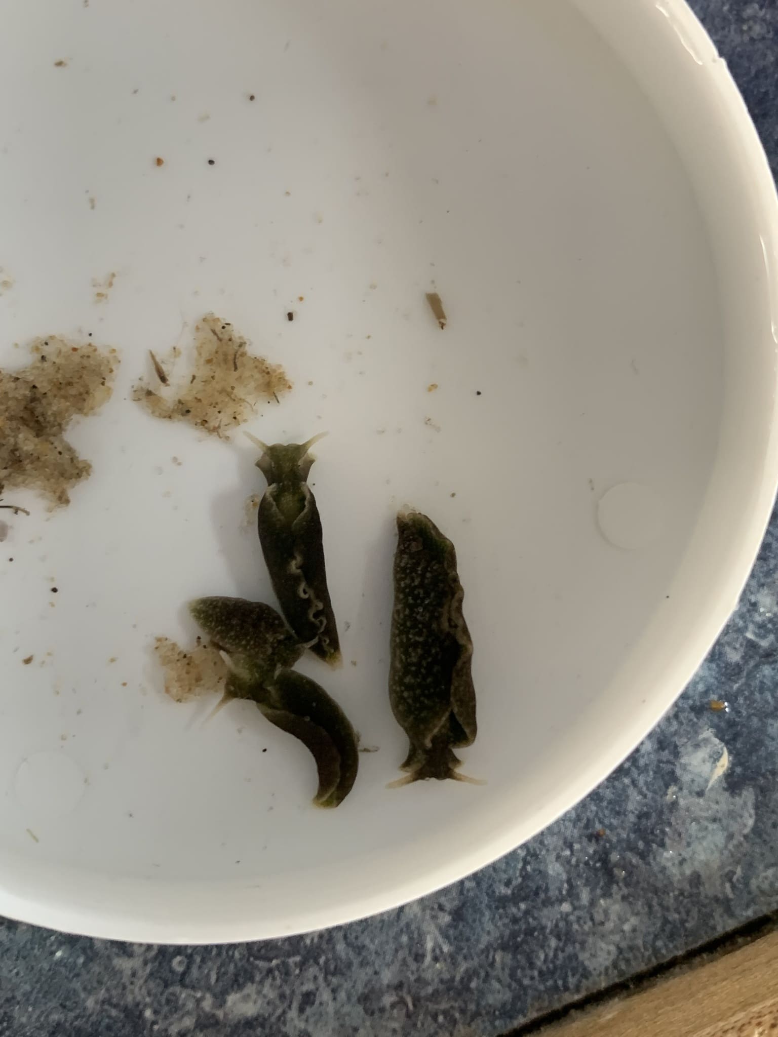 Featured Creature: Eastern Emerald Elysia - Biodiversity for a Livable ...