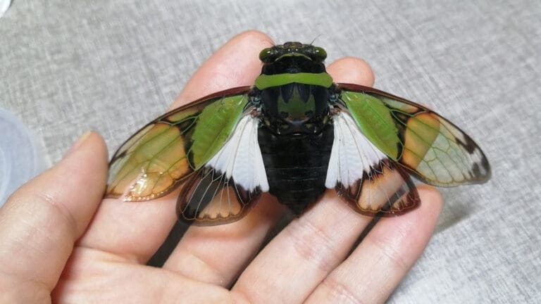 Featured Creature: Cicada - Biodiversity for a Livable Climate