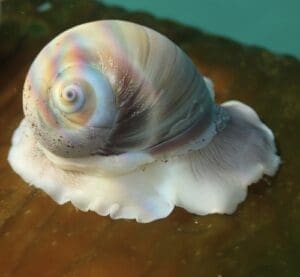 Featured Creature: Moon Snail - Biodiversity for a Livable Climate