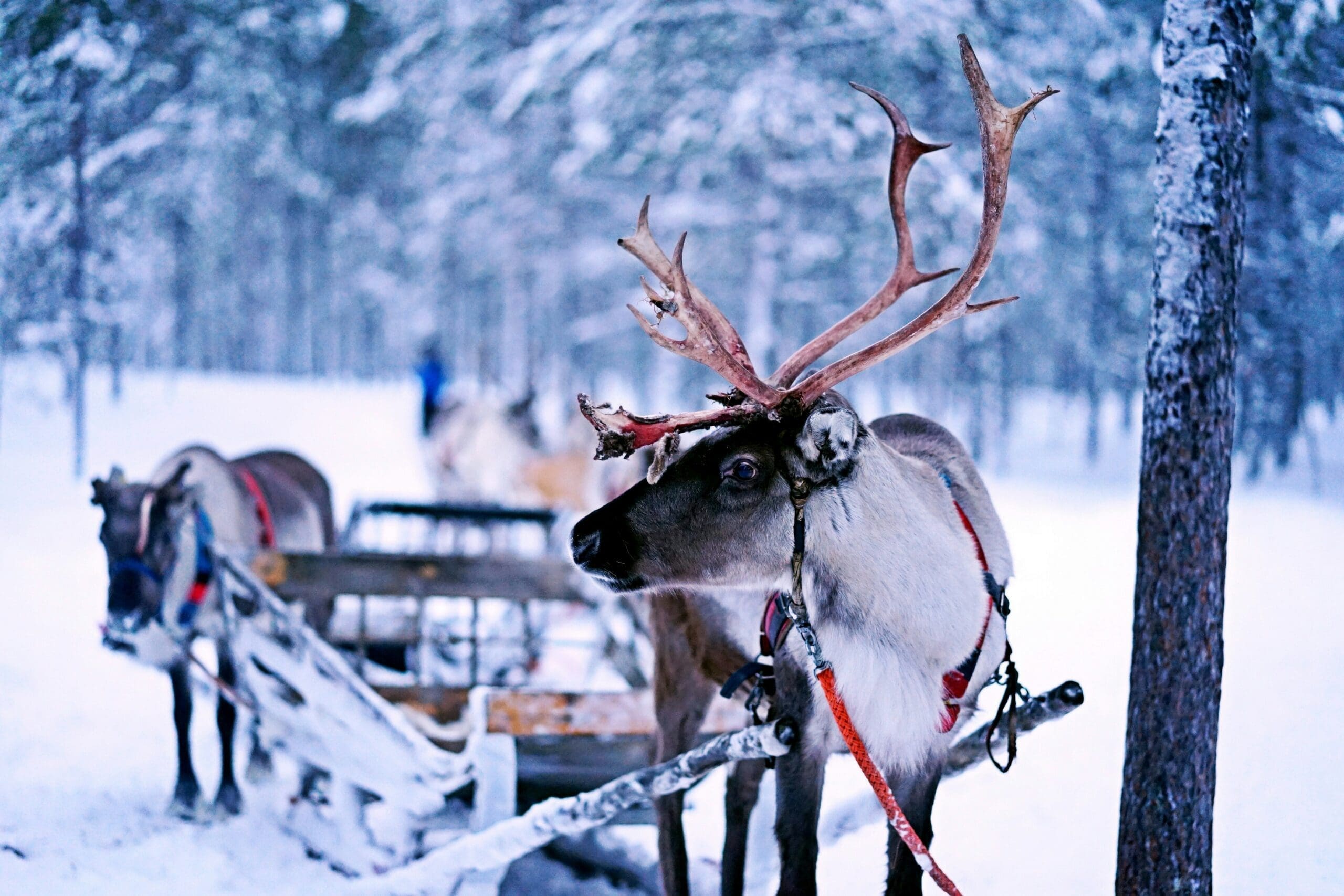 Featured Creature: Reindeer - Biodiversity for a Livable Climate
