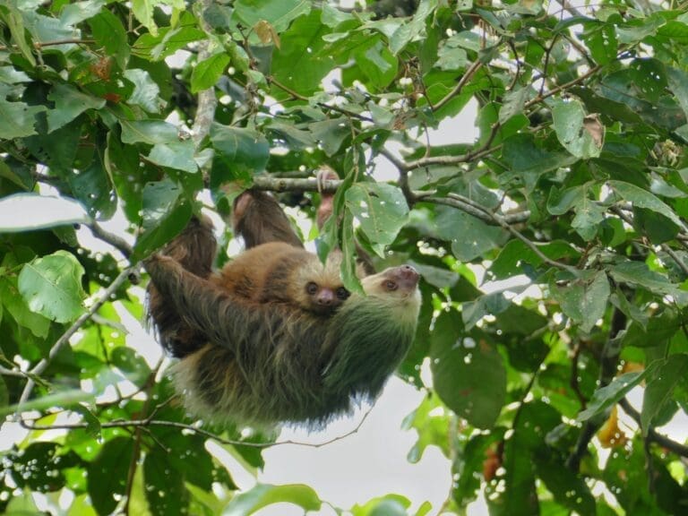 Featured Creature: Sloth - Biodiversity for a Livable Climate