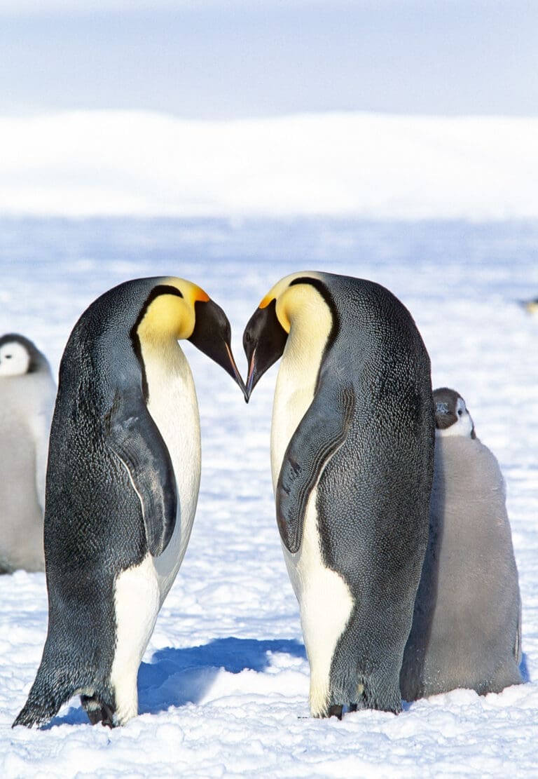 Featured Creature: Penguins - Biodiversity for a Livable Climate