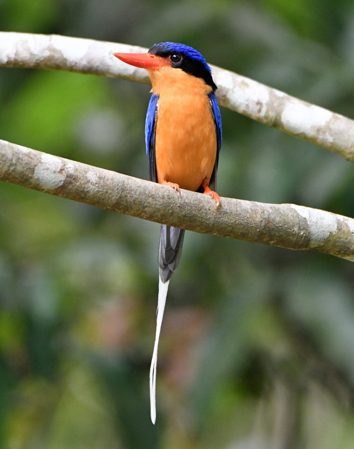 Featured Creature: Kingfisher - Biodiversity for a Livable Climate