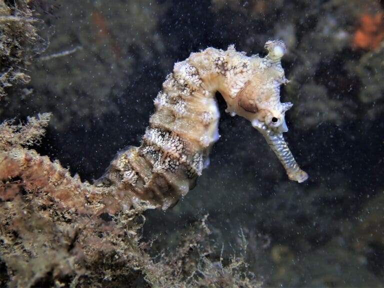 Featured Creature: Seahorse - Biodiversity for a Livable Climate