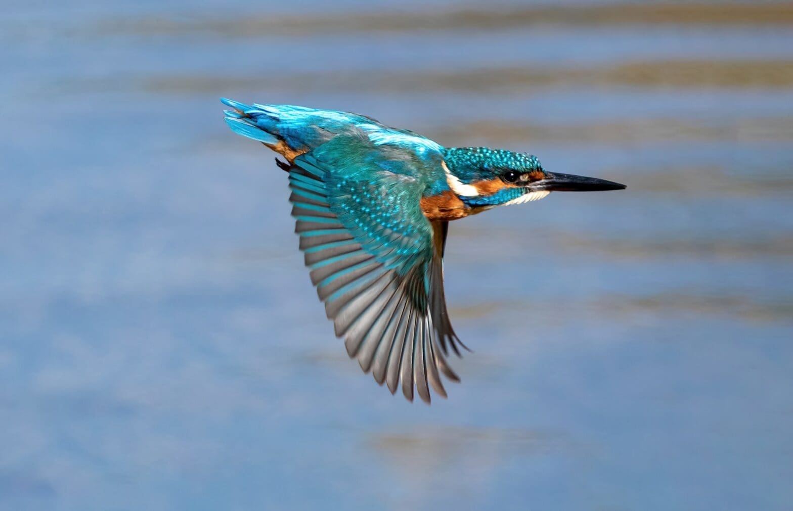 Featured Creature: Kingfisher - Biodiversity for a Livable Climate