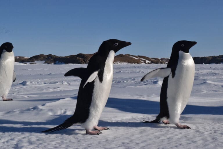 Featured Creature: Penguins - Biodiversity for a Livable Climate