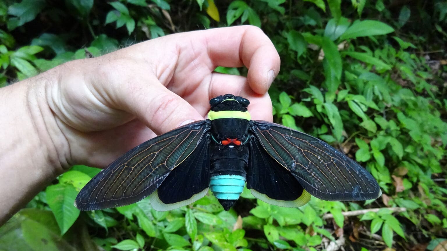 Featured Creature: Cicada - Biodiversity for a Livable Climate