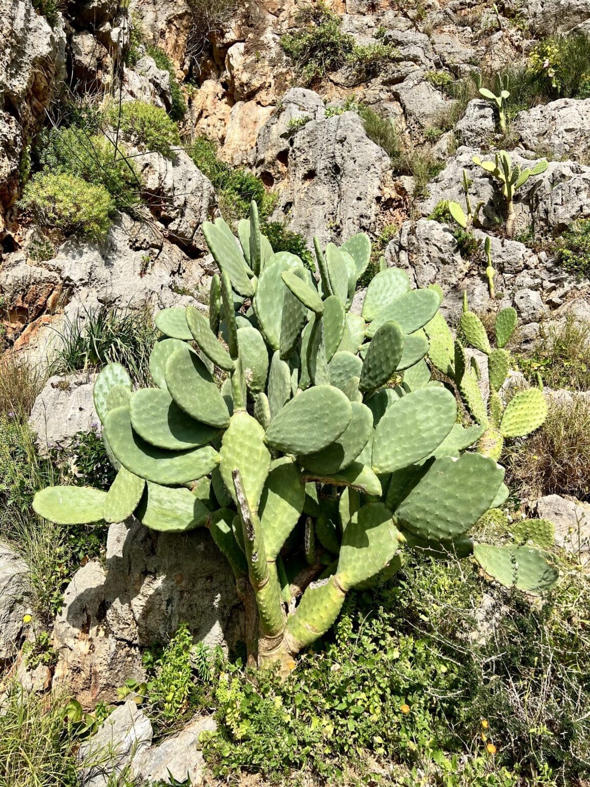 Featured Creature: Prickly Pear Cactus - Biodiversity for a Livable Climate
