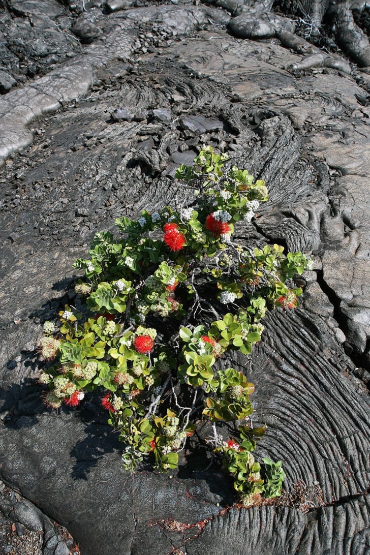 Featured Creature: ‘Ōhi’a Lehua - Biodiversity for a Livable Climate