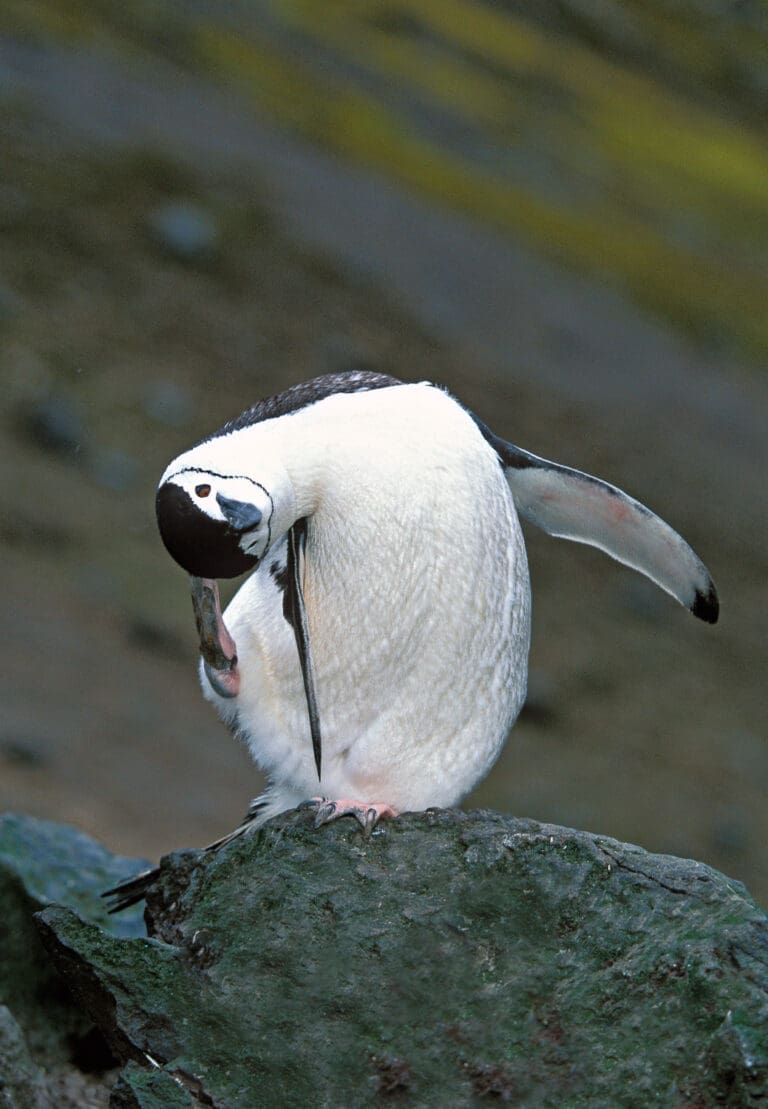 Featured Creature: Penguins - Biodiversity for a Livable Climate