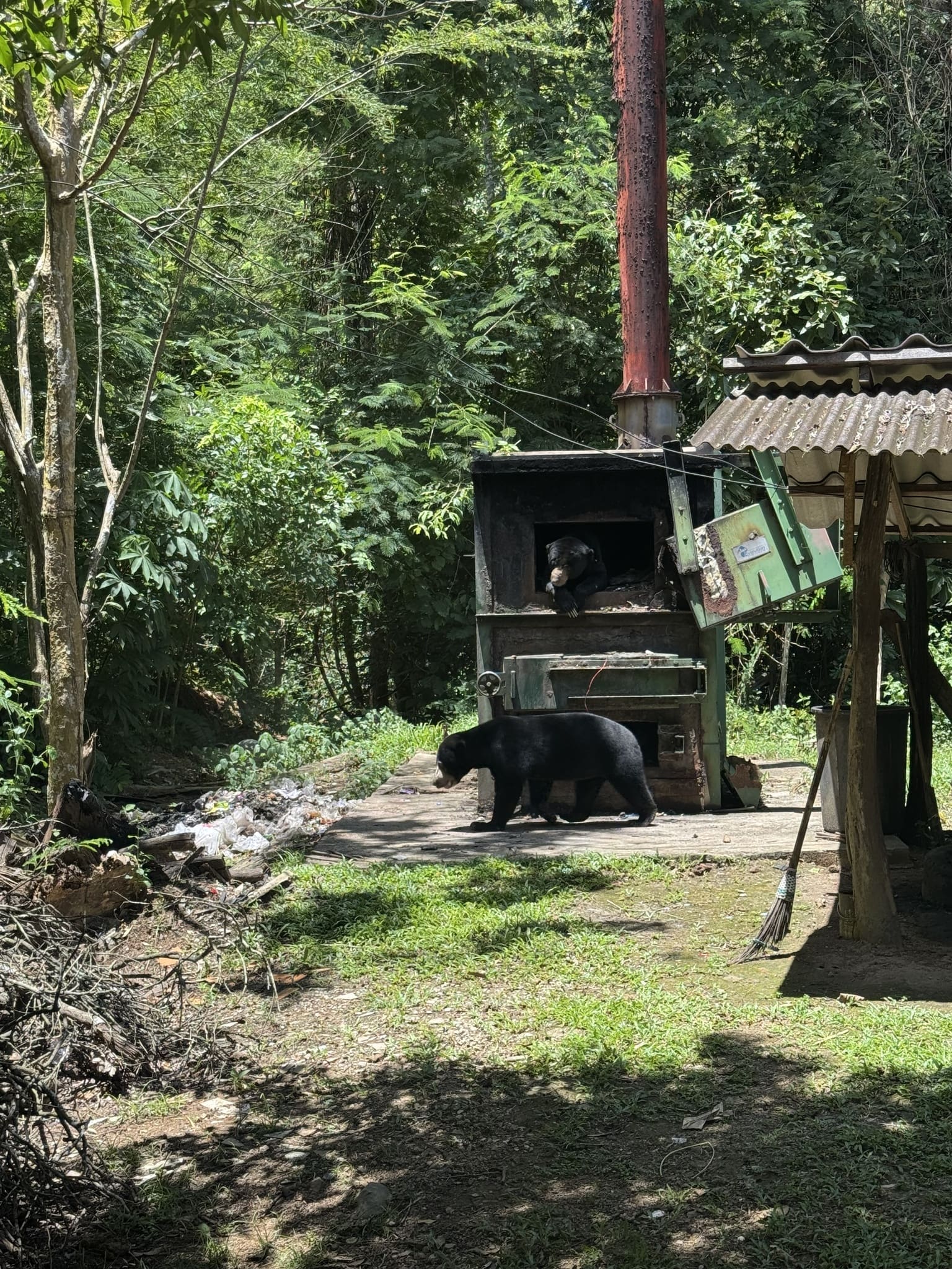 Featured Creature: Sun Bear - Biodiversity for a Livable Climate