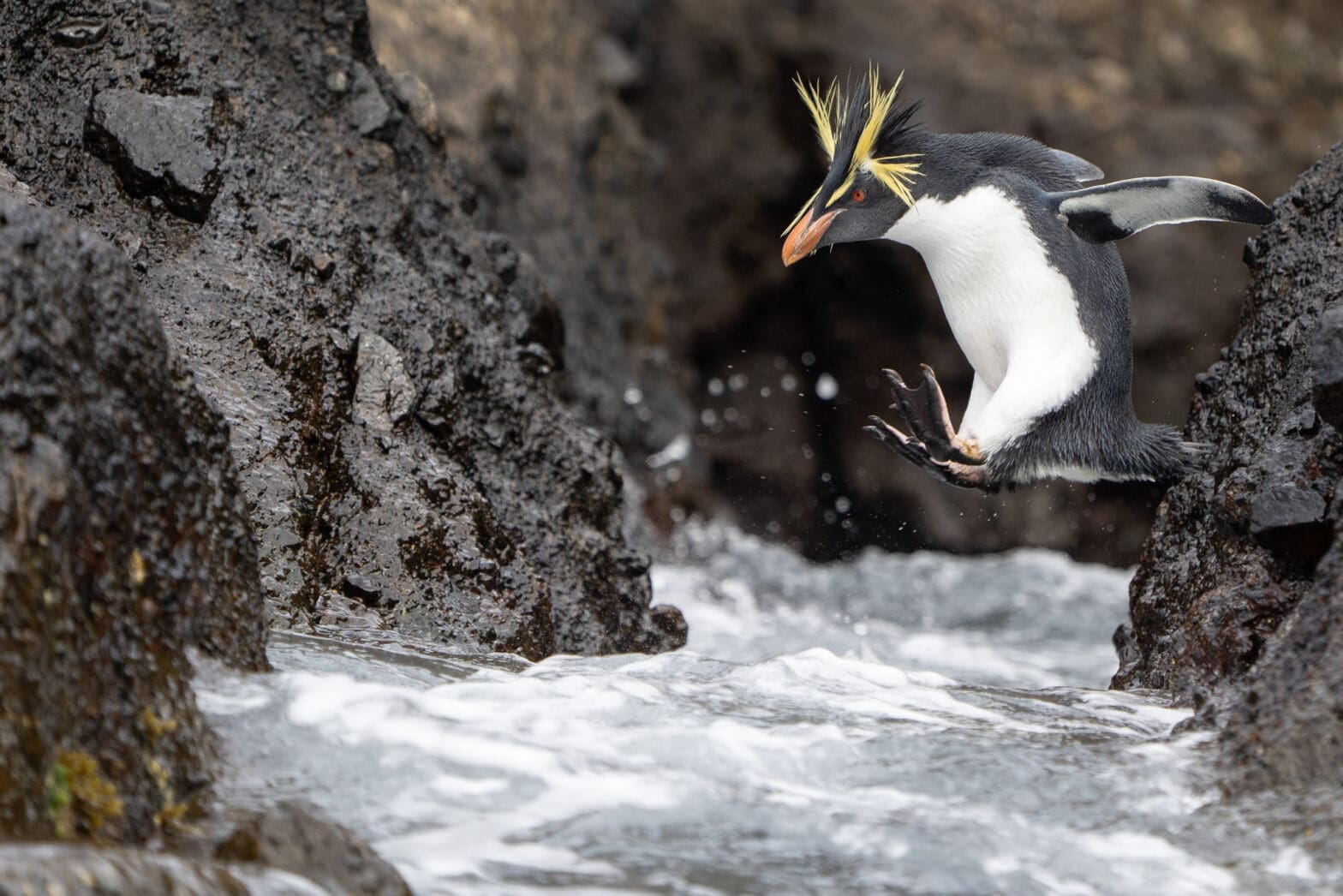 Featured Creature: Penguins - Biodiversity for a Livable Climate