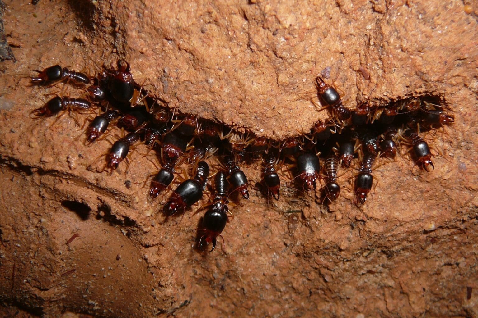 Featured Creature: Macrotermes Termites - Biodiversity for a Livable ...