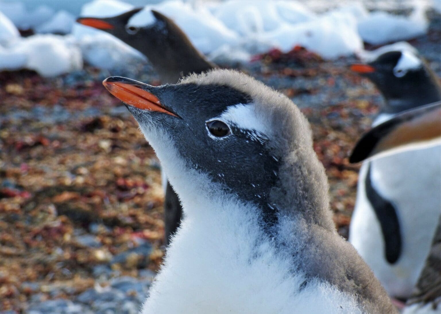 Featured Creature: Penguins - Biodiversity for a Livable Climate