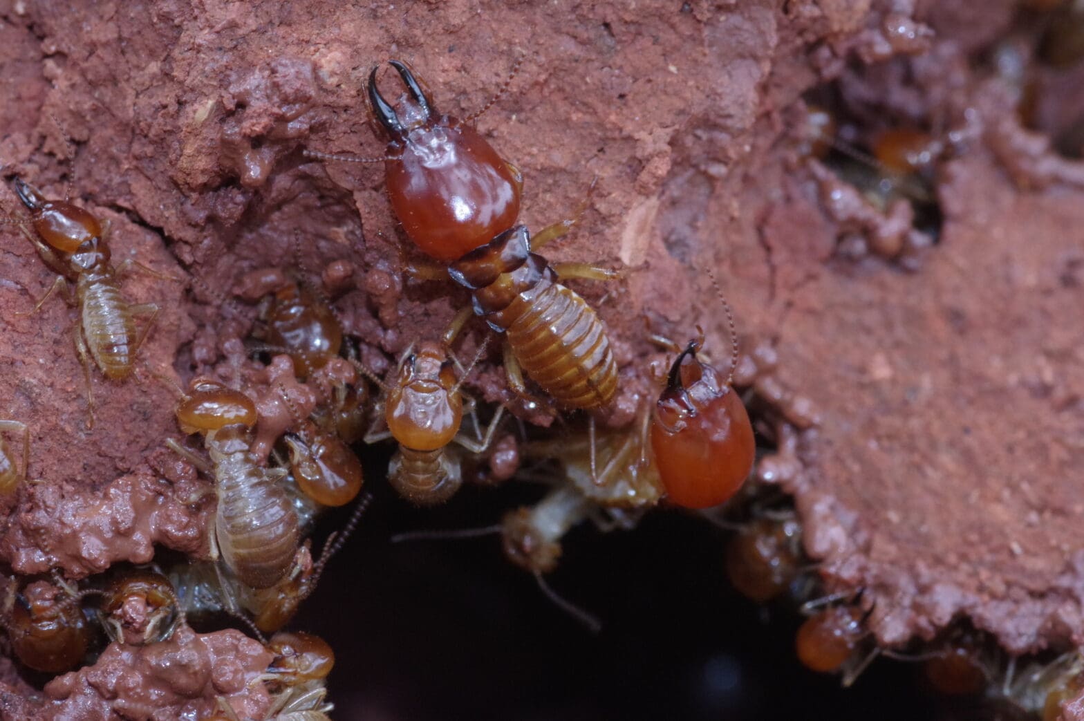 Featured Creature: Macrotermes Termites - Biodiversity for a Livable ...