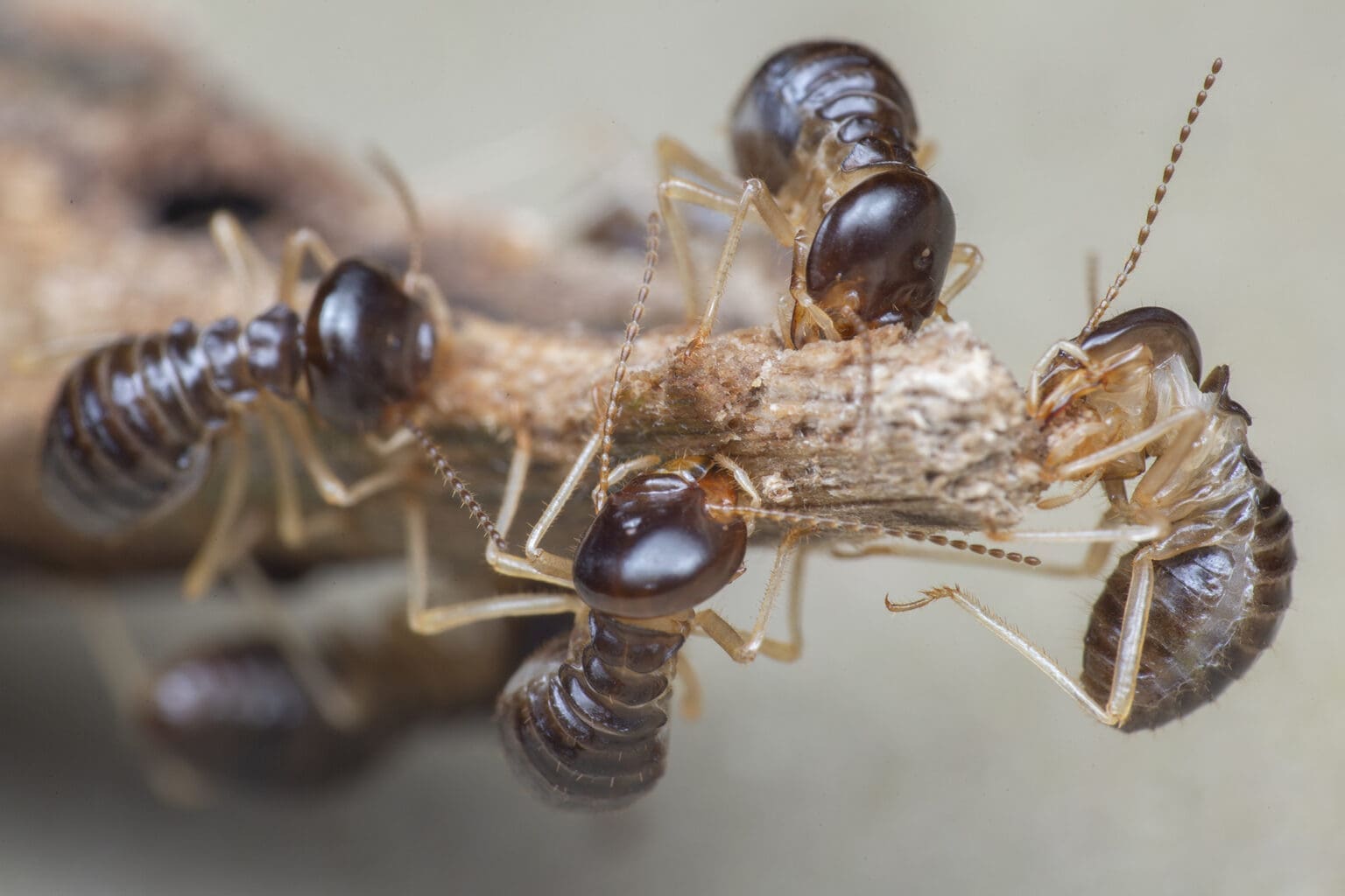 Featured Creature: Macrotermes Termites - Biodiversity for a Livable ...