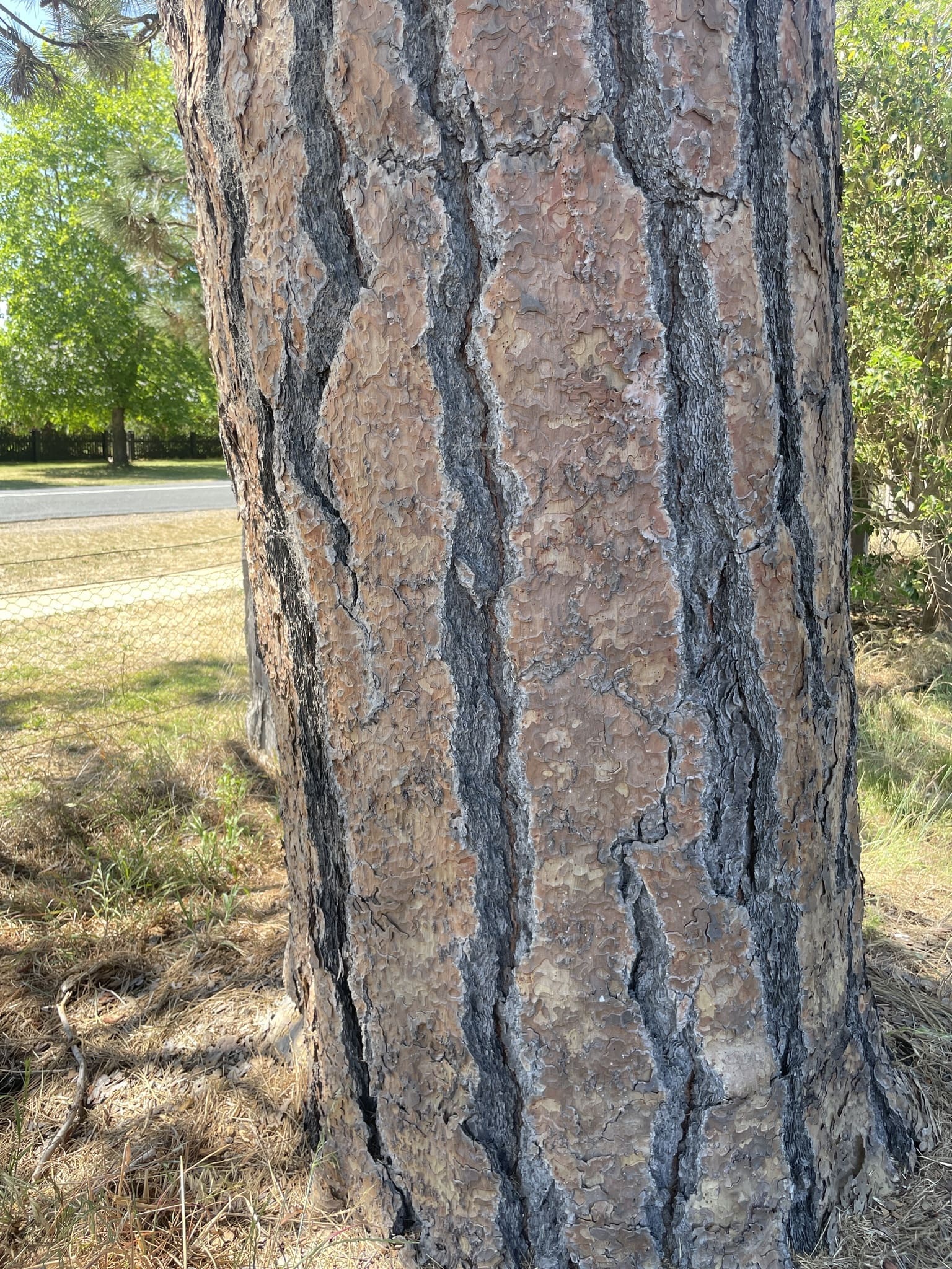 Featured Creature: Stone Pine - Biodiversity for a Livable Climate