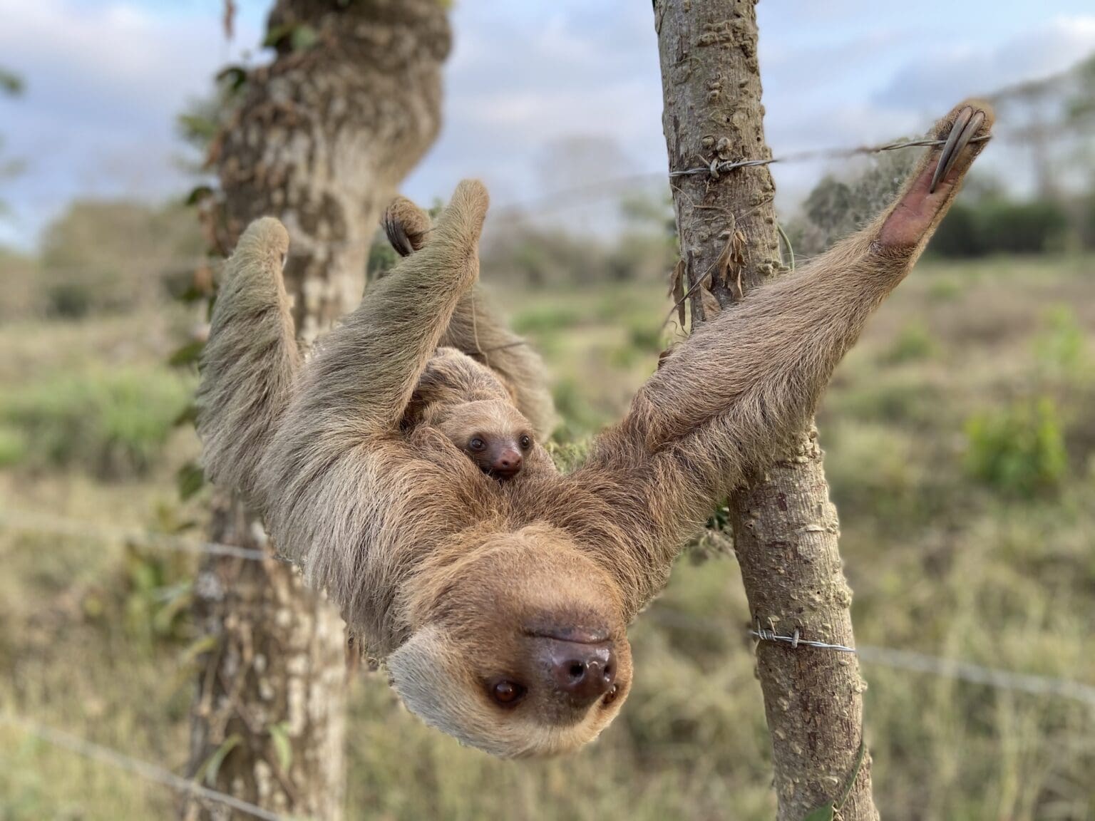 Featured Creature: Sloth - Biodiversity for a Livable Climate