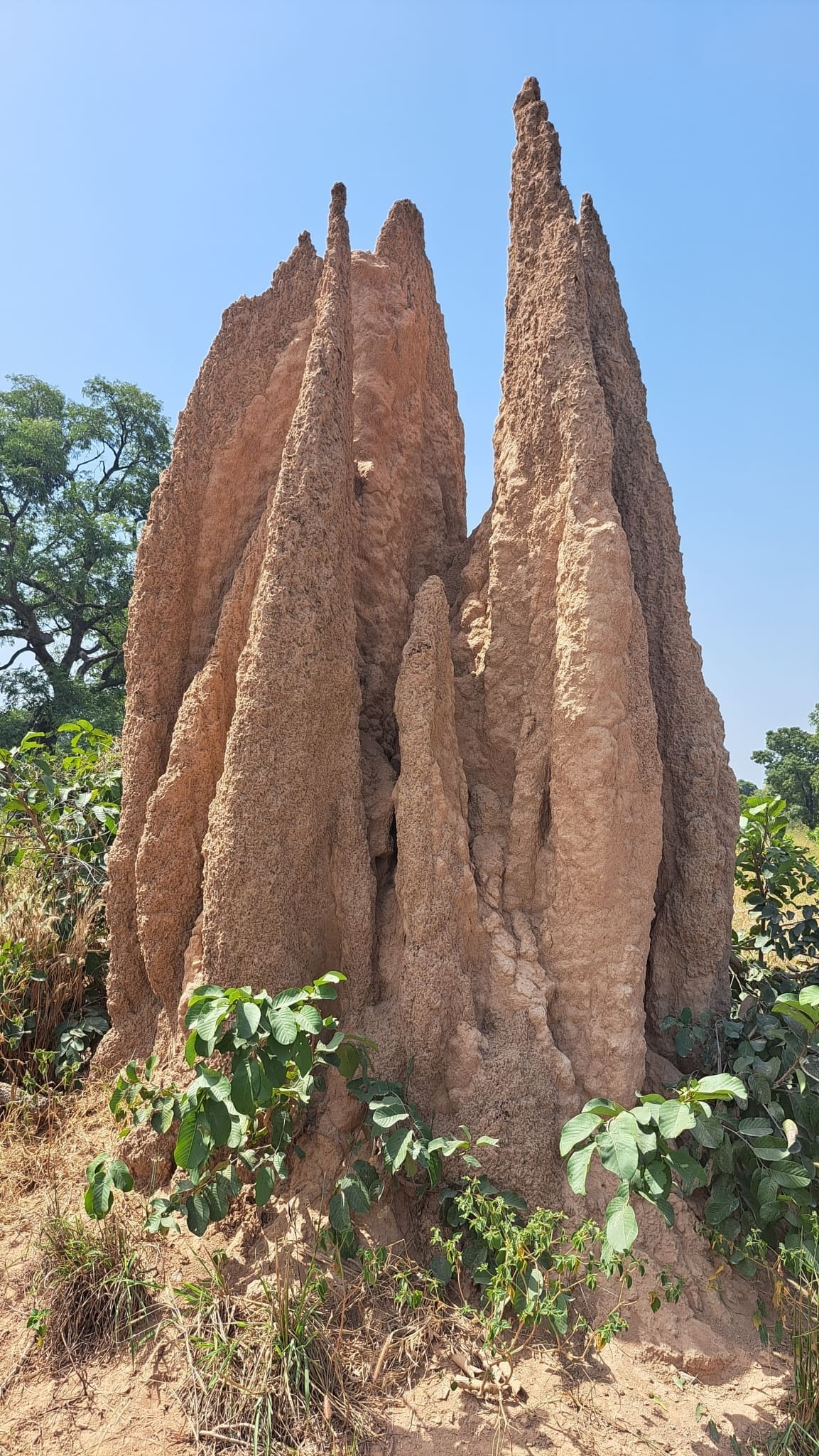 Featured Creature: Macrotermes Termites - Biodiversity for a Livable ...
