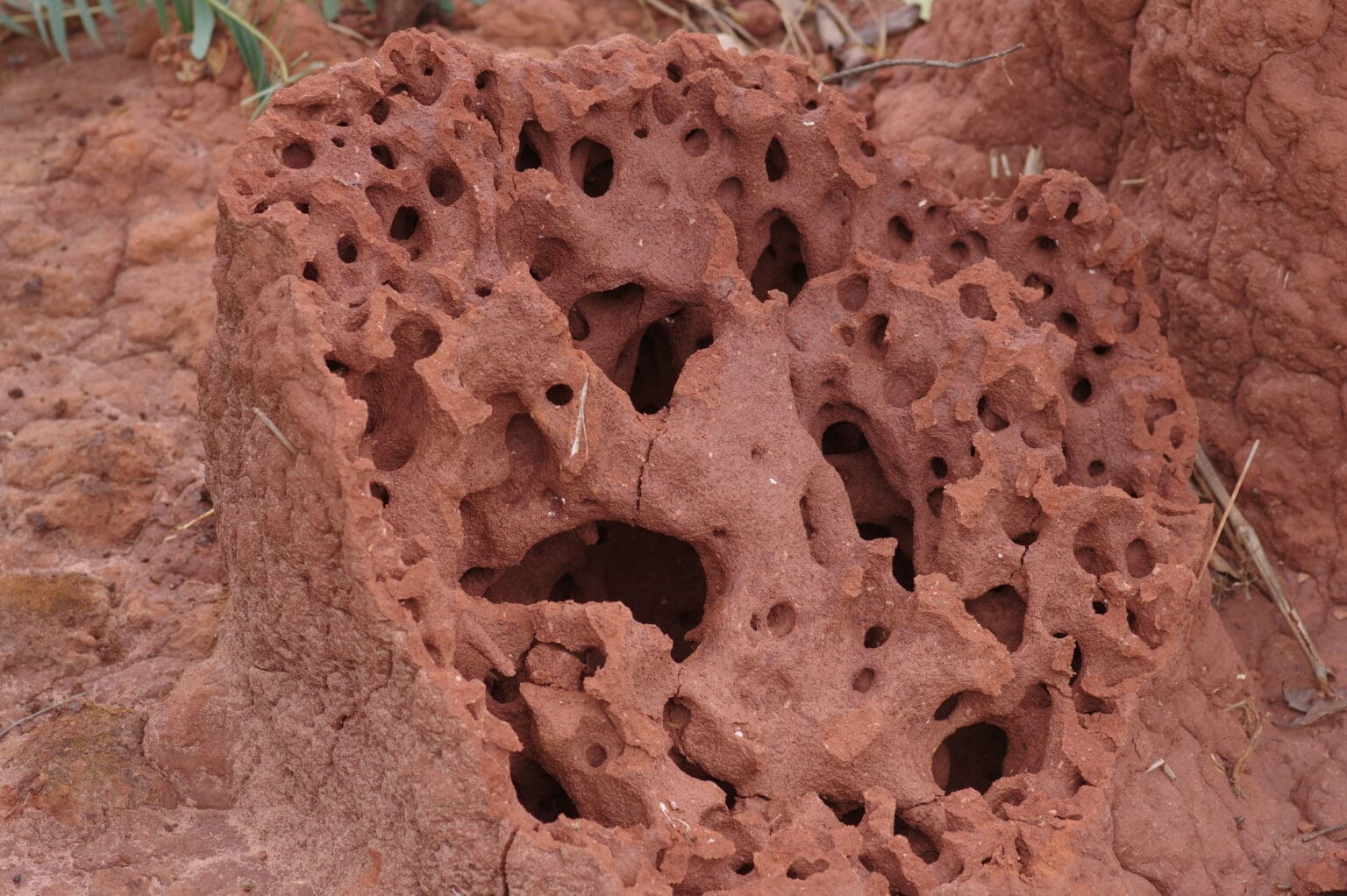 Featured Creature: Macrotermes Termites - Biodiversity for a Livable ...