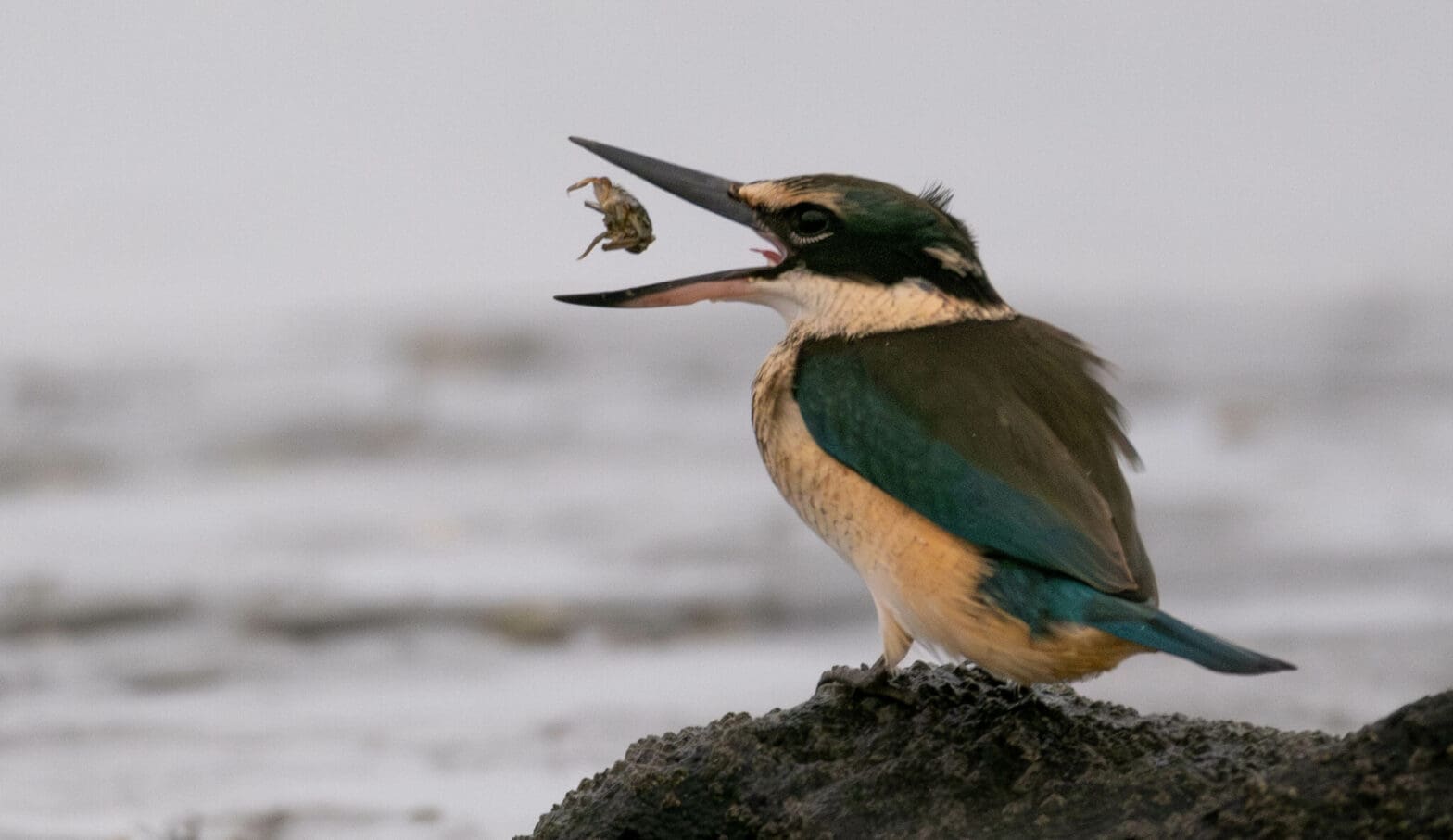 Featured Creature: Kingfisher - Biodiversity for a Livable Climate