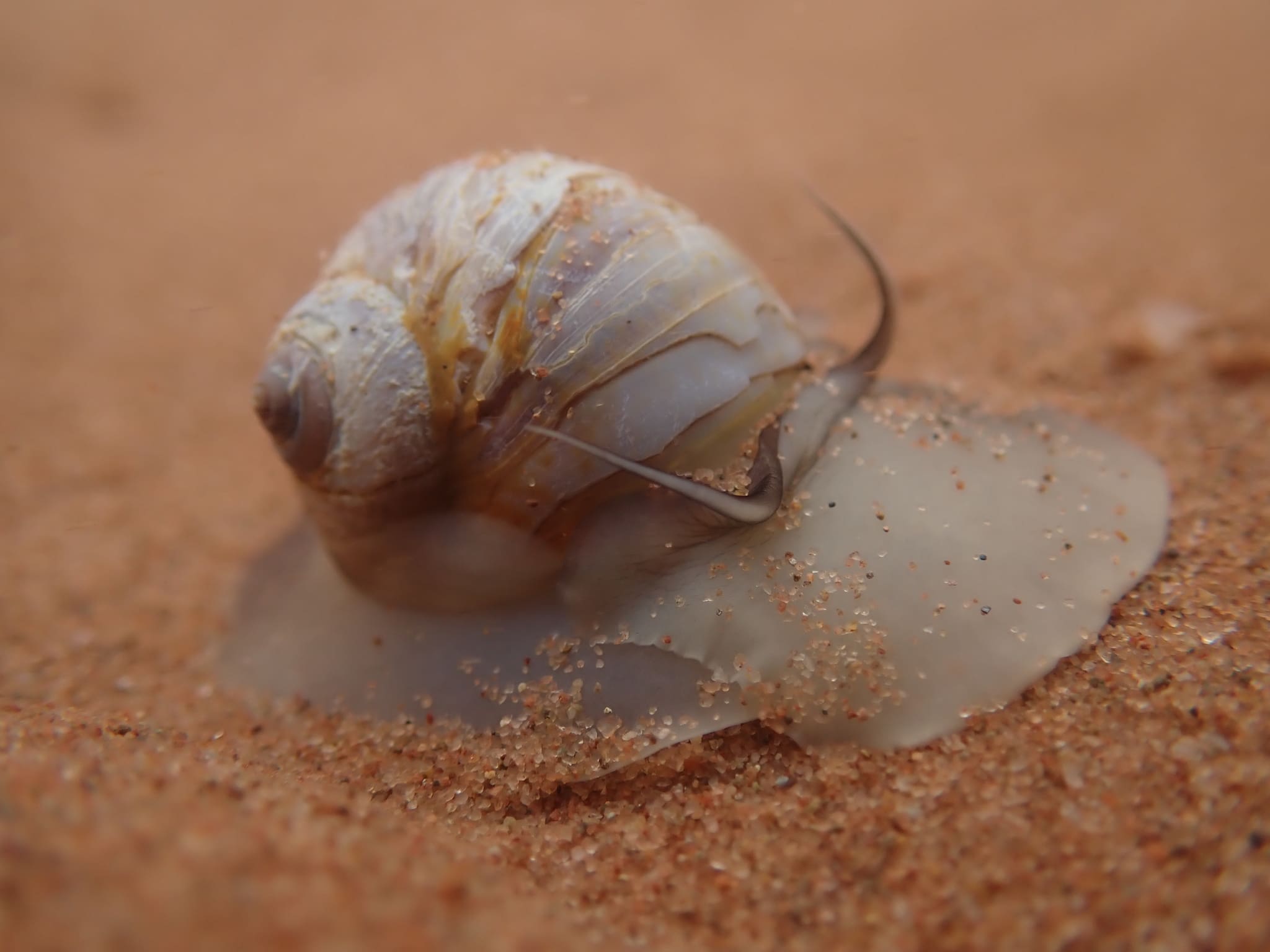 Featured Creature: Moon Snail - Biodiversity for a Livable Climate