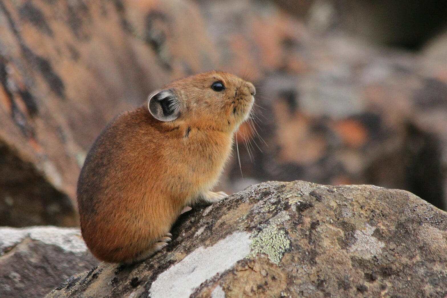 Featured Creature: Pika - Biodiversity for a Livable Climate