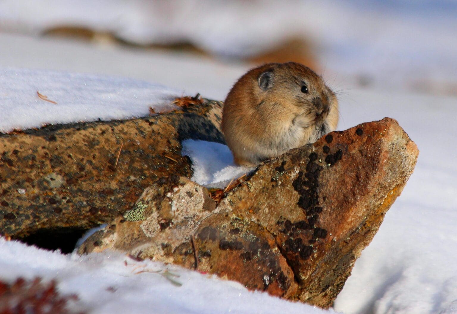 Featured Creature: Pika - Biodiversity for a Livable Climate