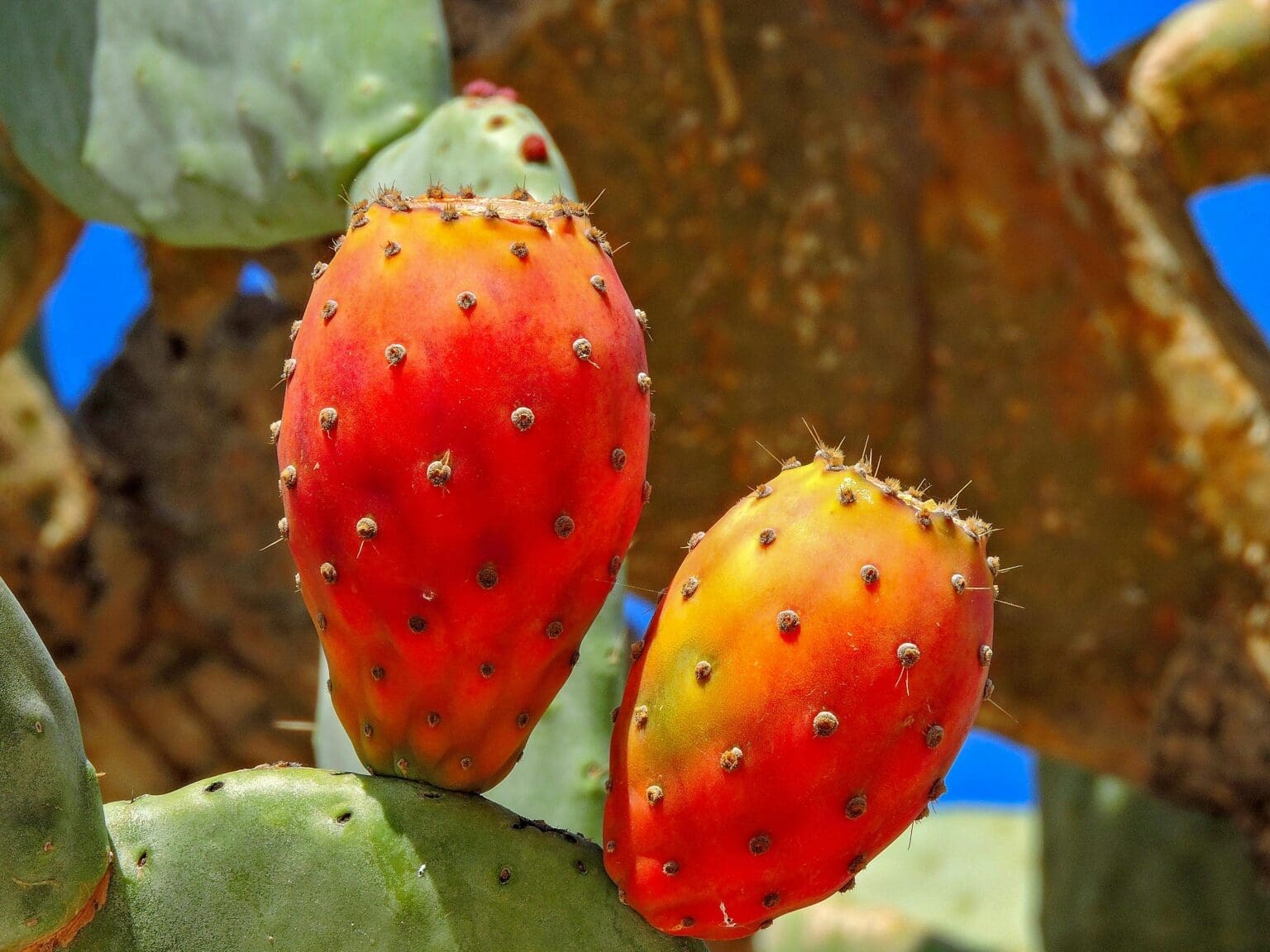Featured Creature: Prickly Pear Cactus - Biodiversity for a Livable Climate