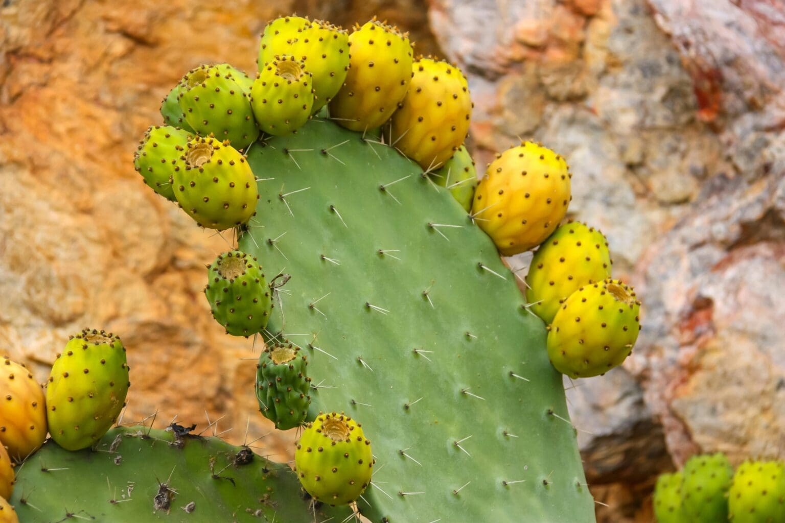 Featured Creature: Prickly Pear Cactus - Biodiversity for a Livable Climate