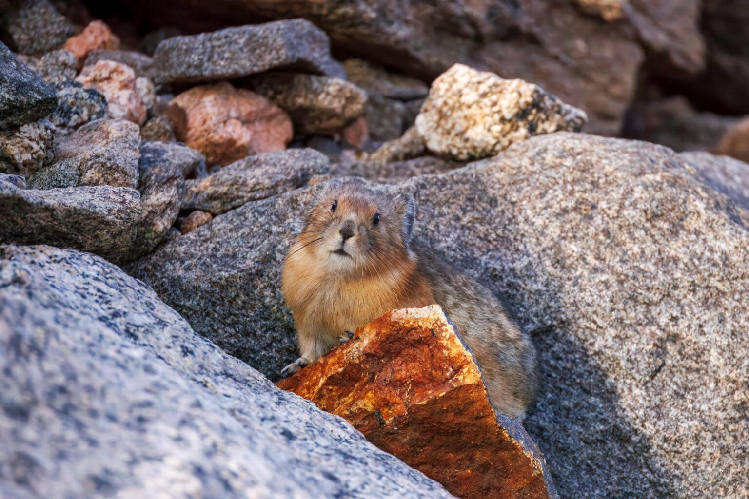 Featured Creature: Pika - Biodiversity for a Livable Climate