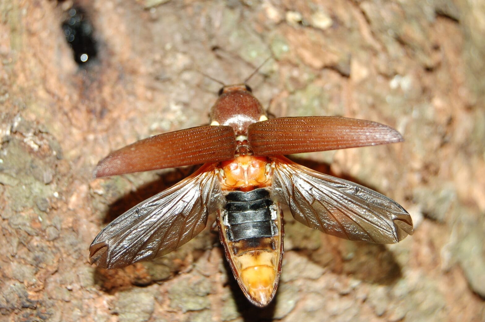 Featured Creature: Fire Click Beetle - Biodiversity for a Livable Climate