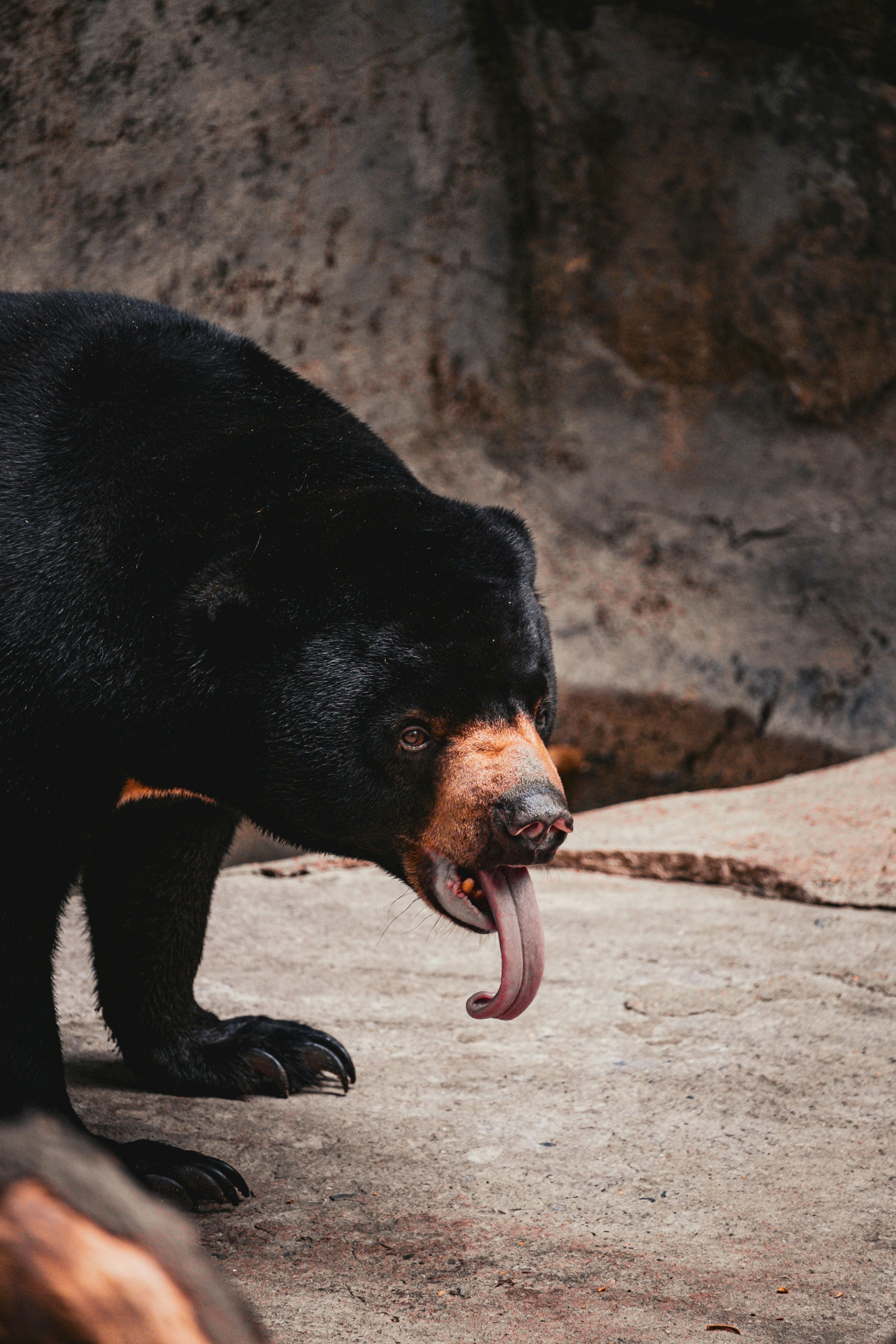 Featured Creature: Sun Bear - Biodiversity for a Livable Climate