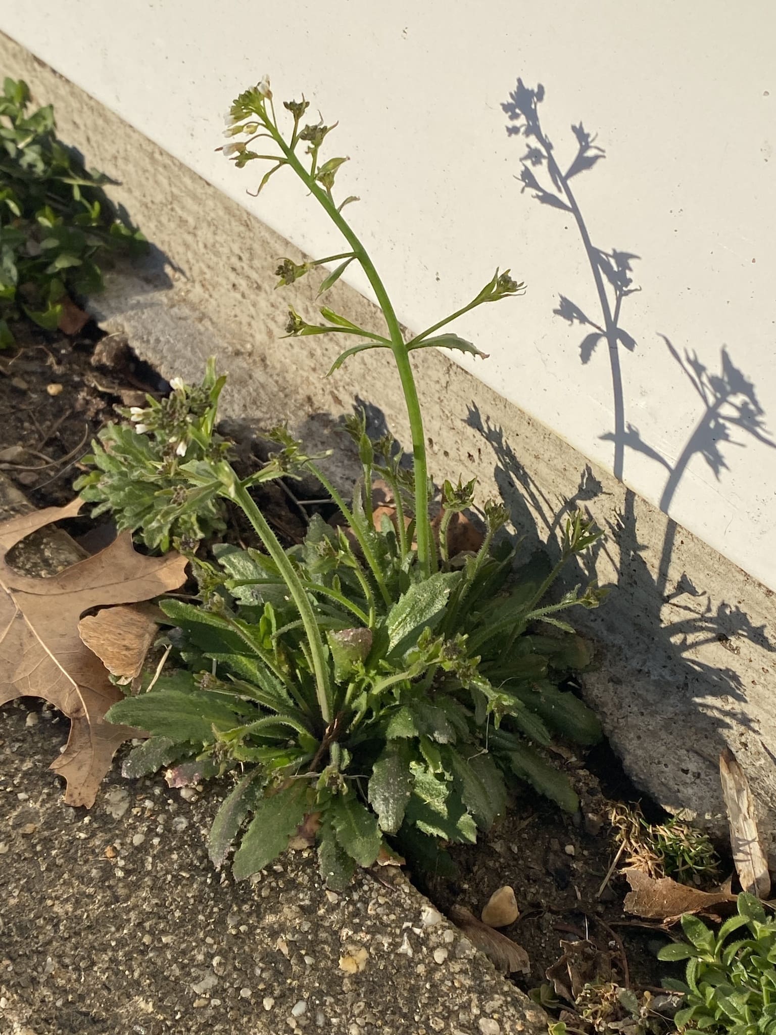 Featured Creature: Mouse-ear cress - Biodiversity for a Livable Climate