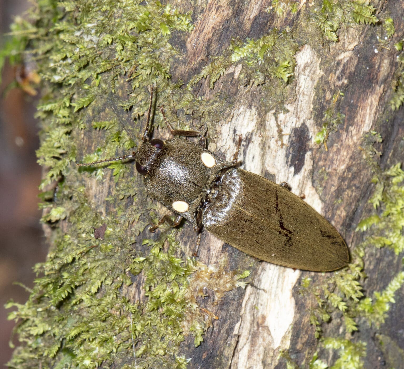 Featured Creature: Fire Click Beetle - Biodiversity for a Livable Climate