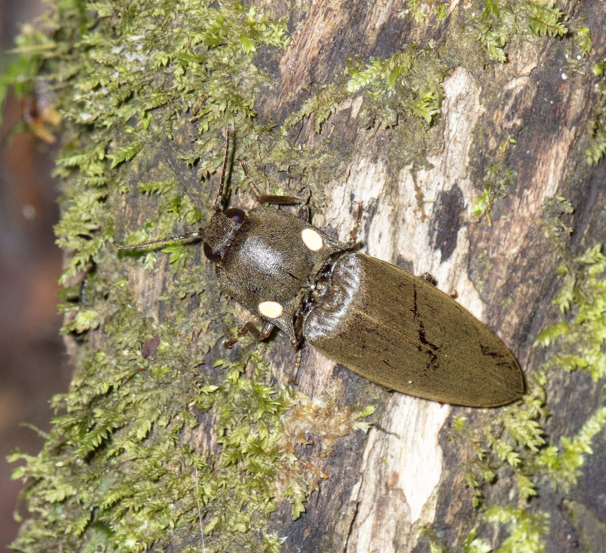 Featured Creature: Fire Click Beetle - Biodiversity for a Livable Climate