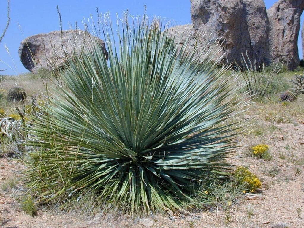 Featured Creature: Yucca - Biodiversity for a Livable Climate